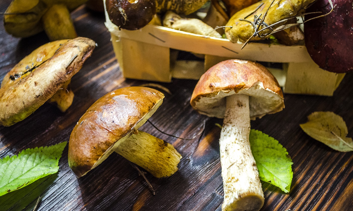 24 types de champignons et leurs utilisations - Maison Bonte : Votre ...