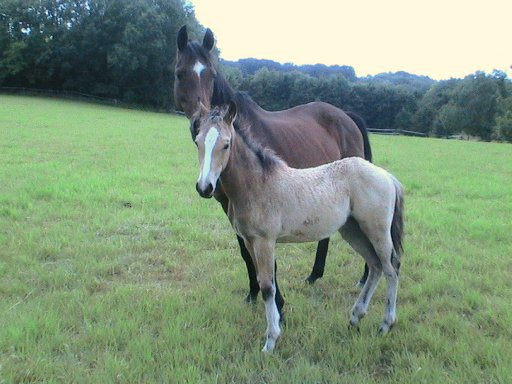 Comment Appelle-t-on une jeune jument