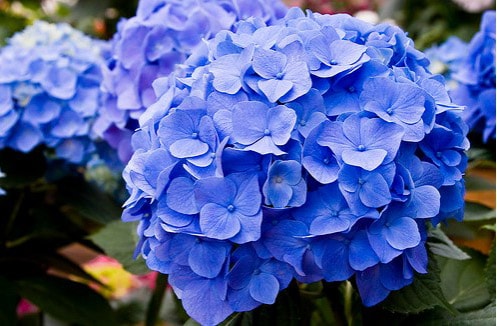 Comment être fleur bleue