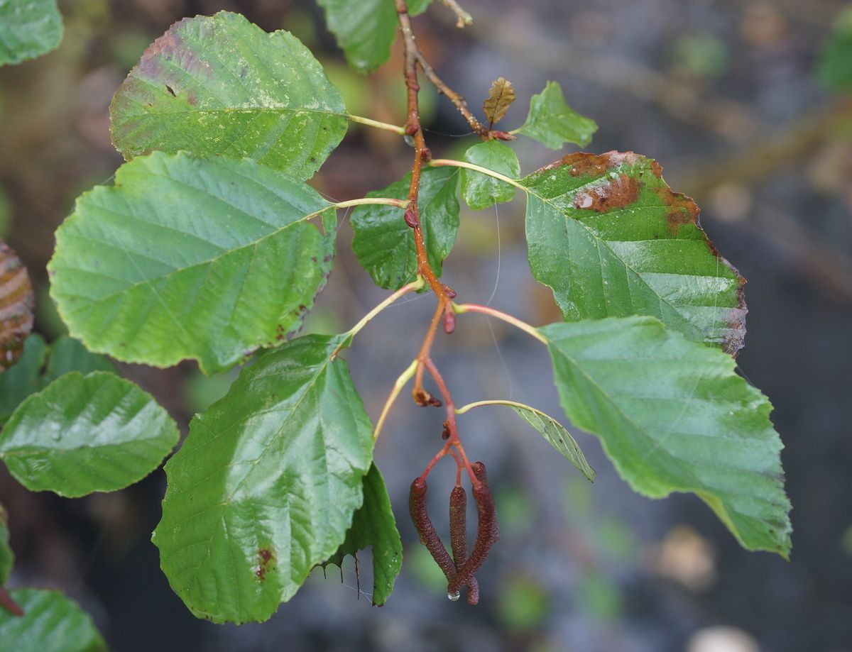 Comment reconnaître de l'aulne