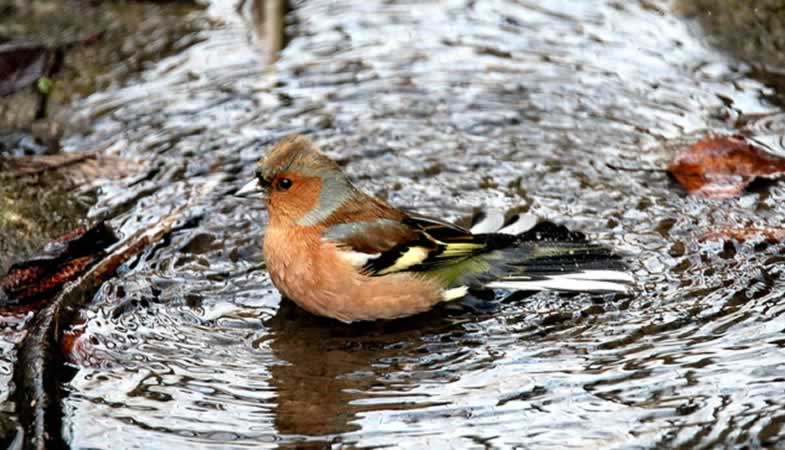 Comment reconnaître les oiseaux du jardin