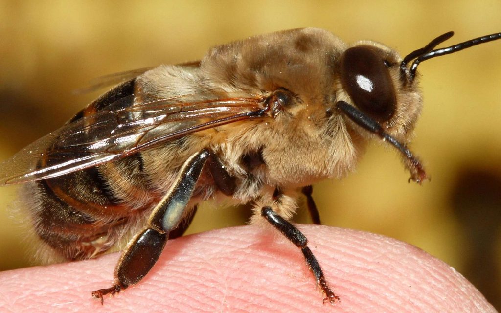 Comment reconnaître une reine bourdon