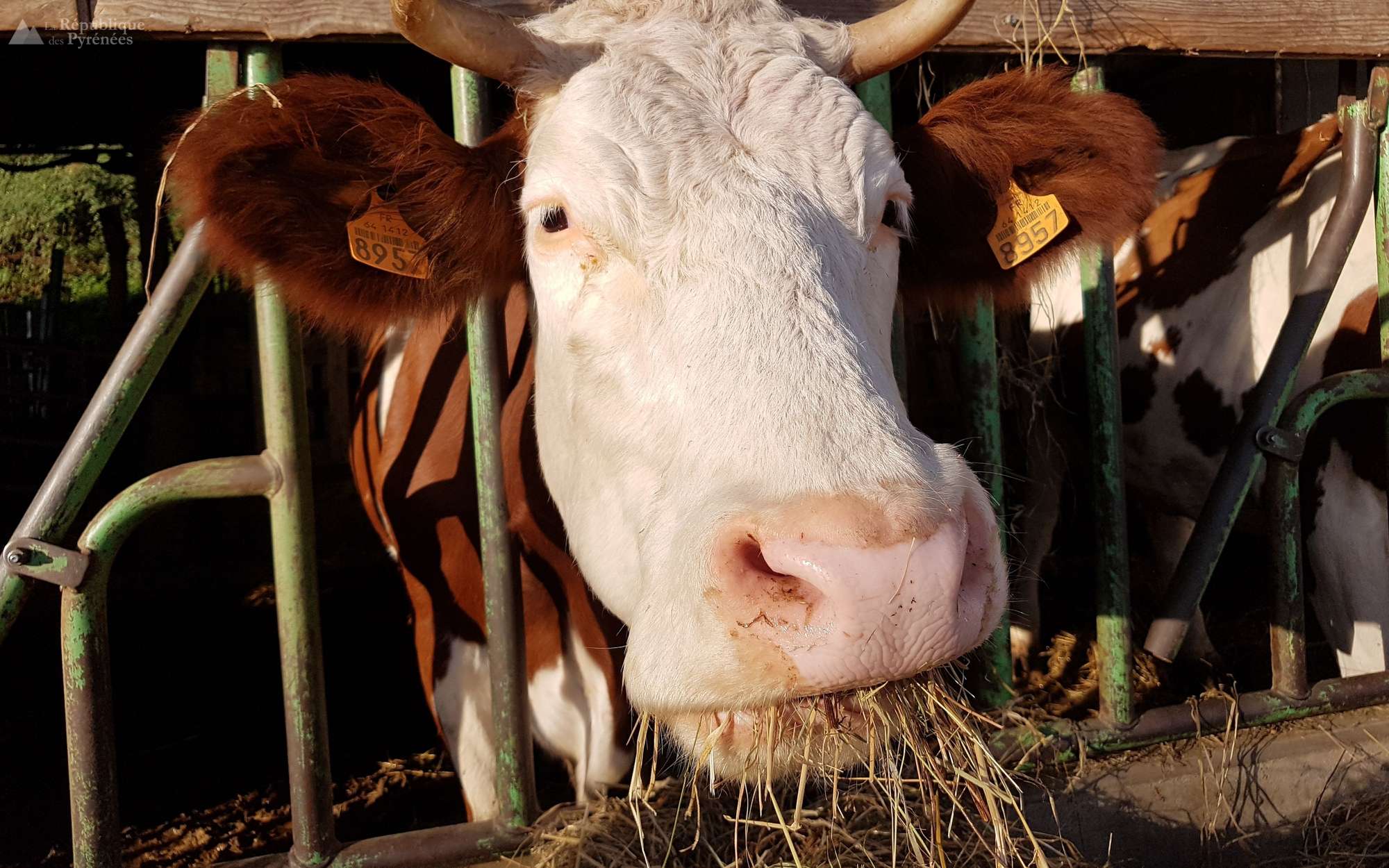 Comment reconnaître une vache à viande