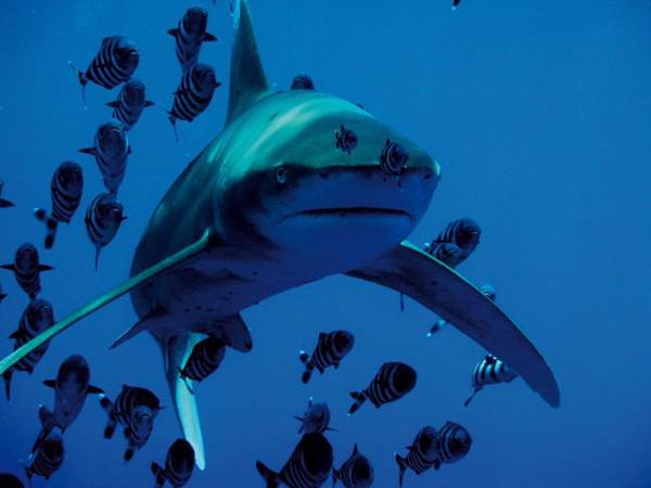 Comment s'appelle le poisson pilote