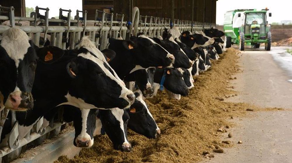 Comment s'appelle les vaches laitières