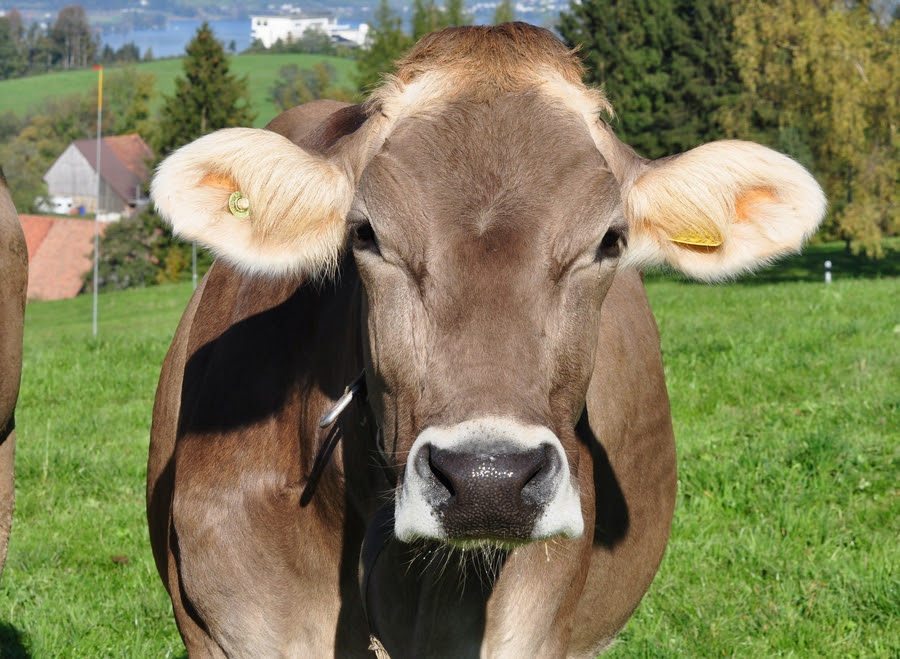 Comment s'appelle les vaches marron