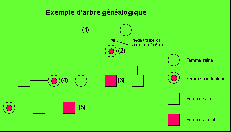 Comment savoir si on est porteur du gène roux