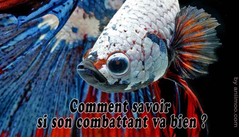 Comment savoir si un combattant est heureux