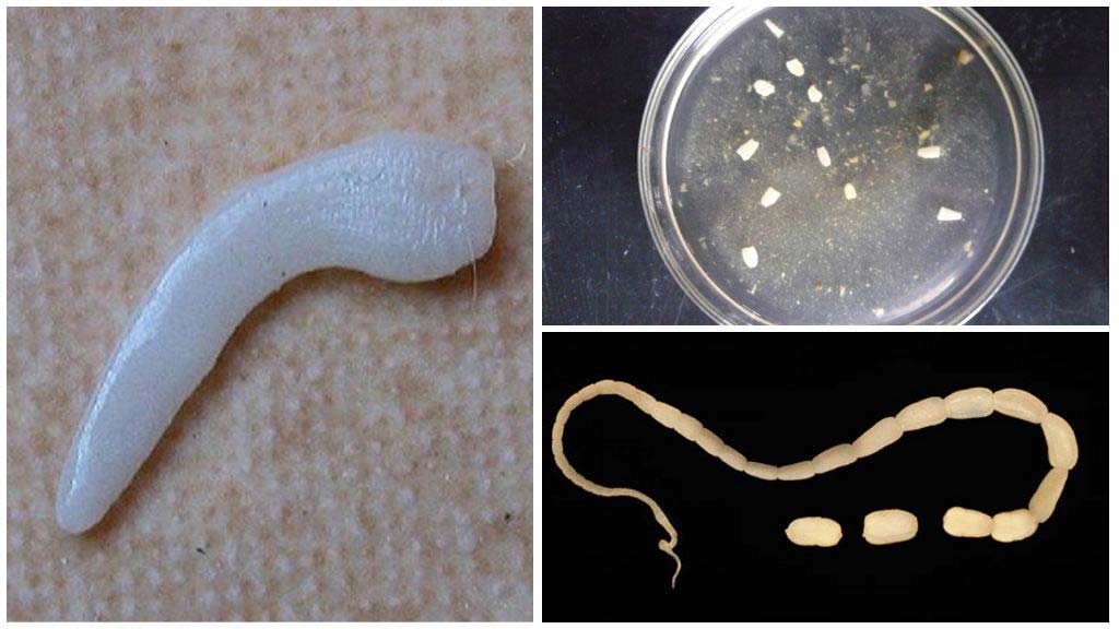 Comment se débarrasser des vers chez les chats