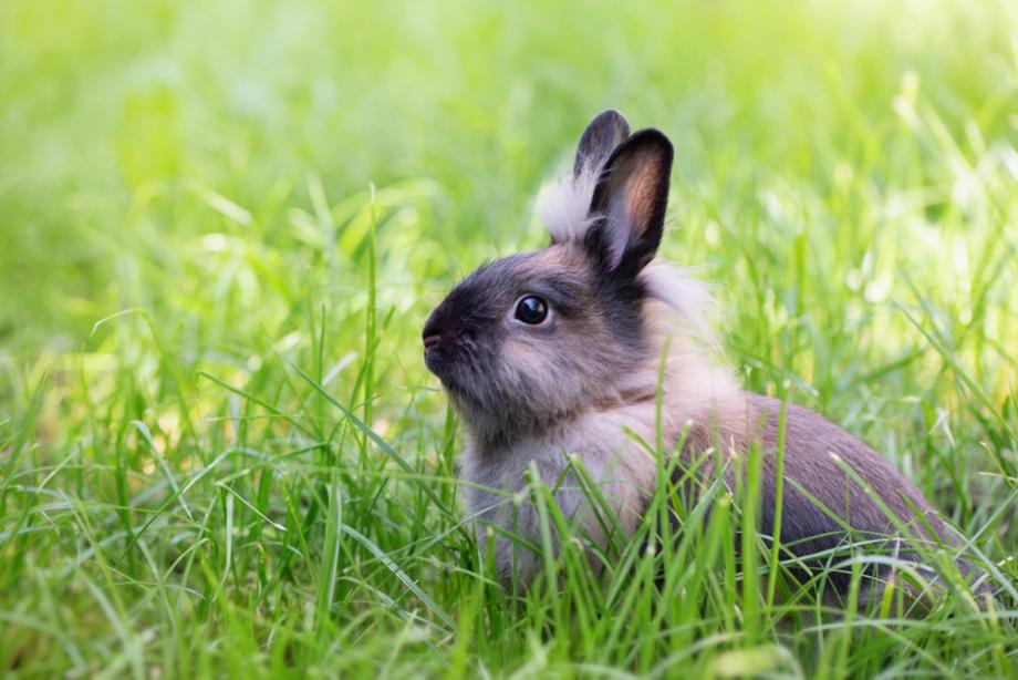Où doit vivre un lapin