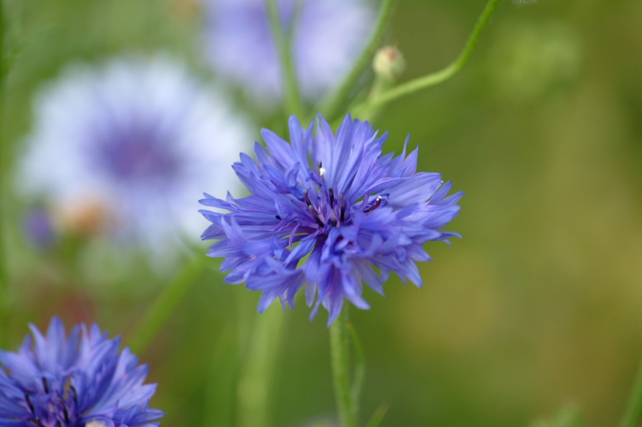 Où planter le bleuet