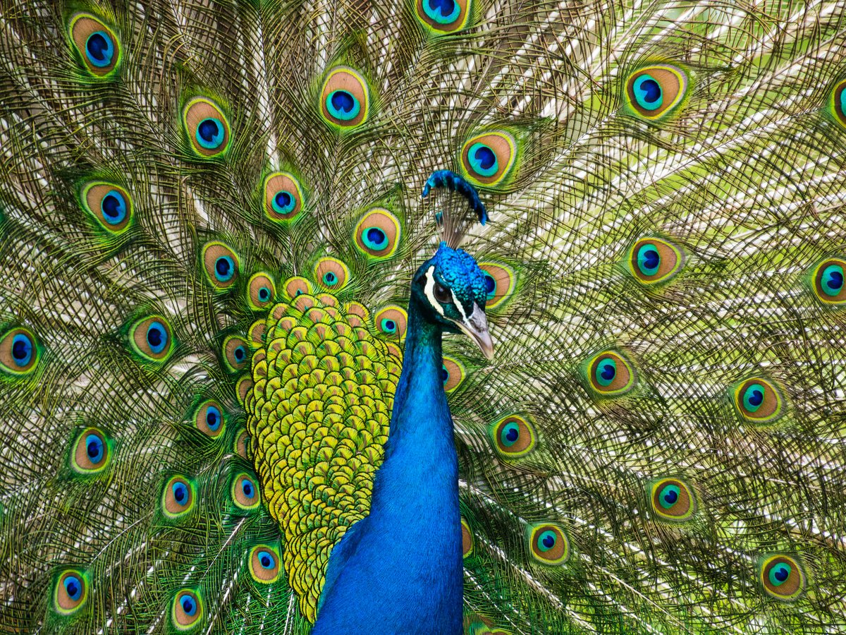 Pourquoi le paon fait Léon