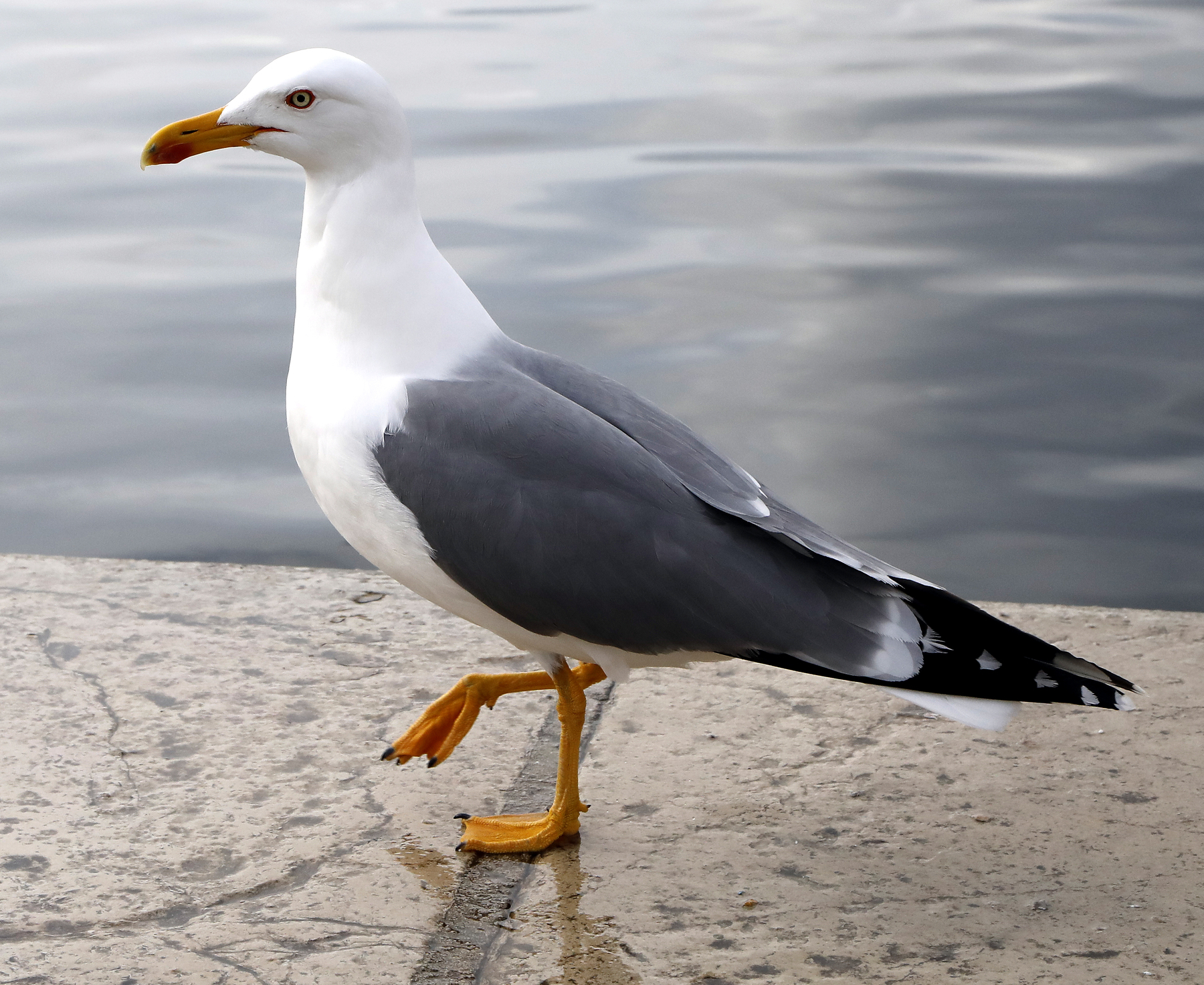 Pourquoi les goélands attaquent