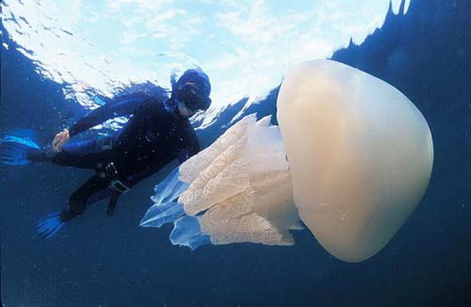Pourquoi les méduses apparaissent