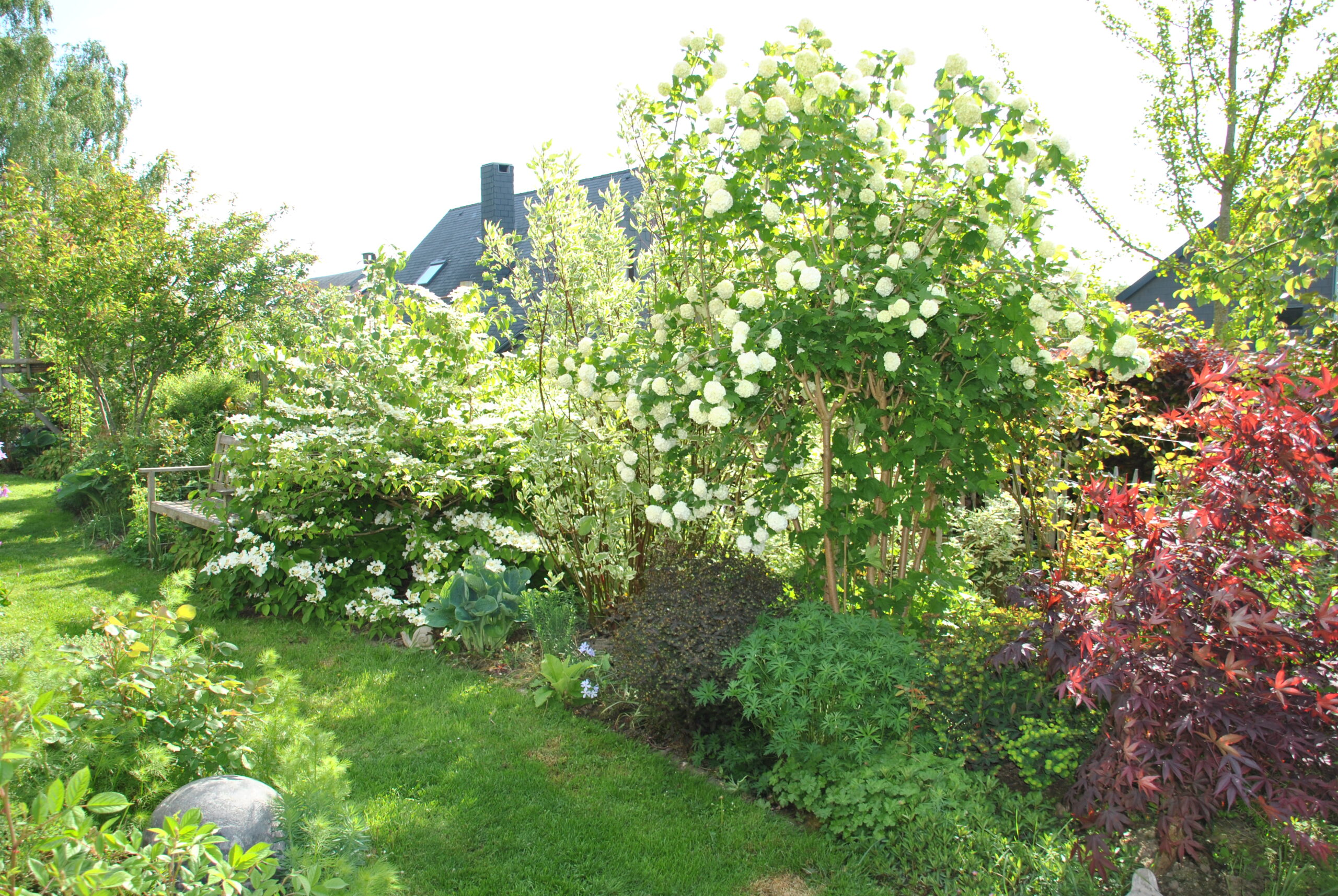 Quel arbre en pot plein soleil