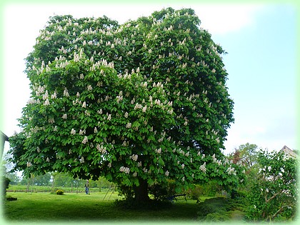 Quel arbre ne pas planter près d'une maison