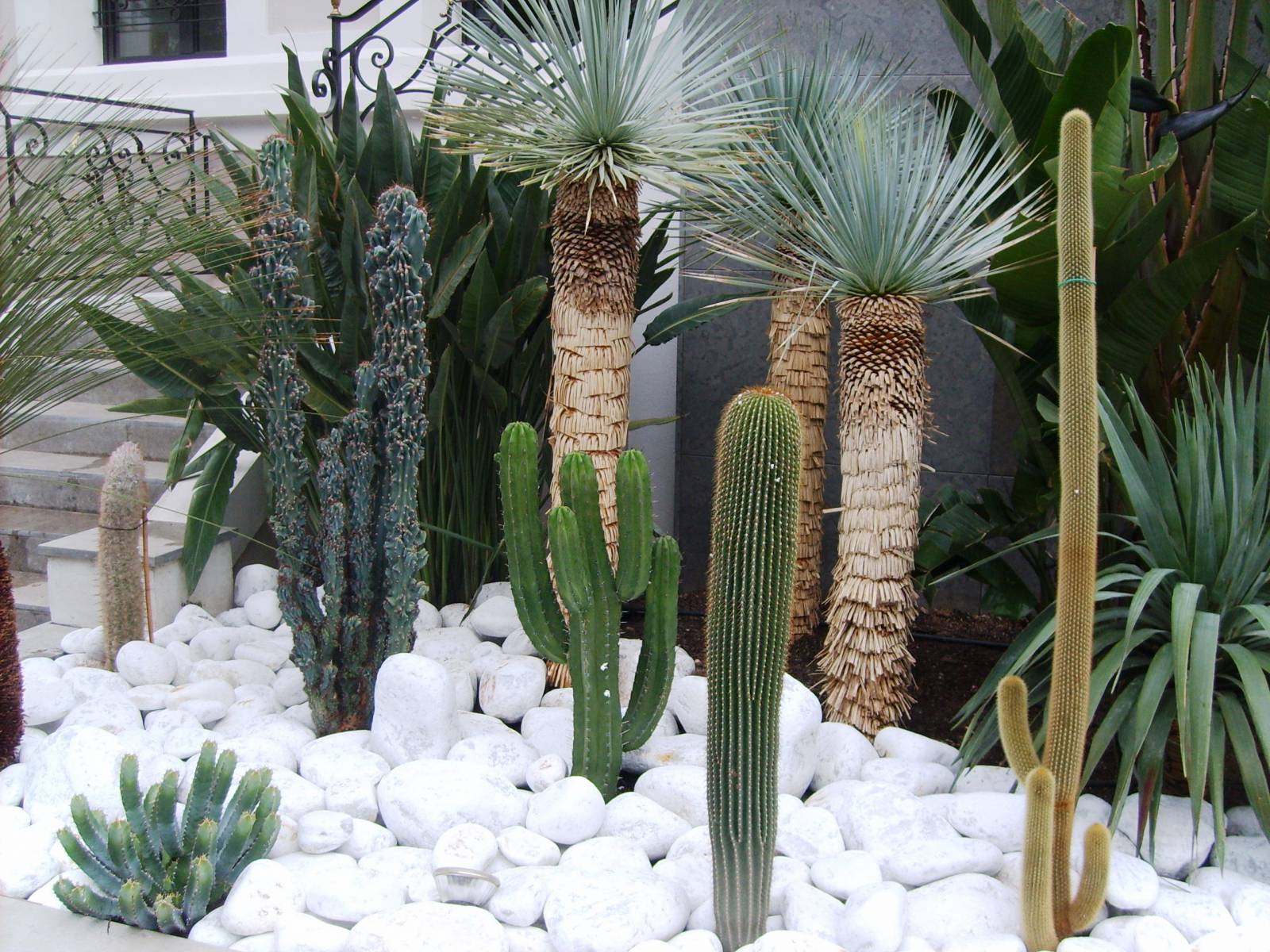 Cactus Exterieur Jardiland
