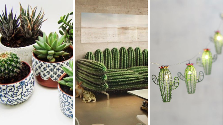 Quel cactus pour l'intérieur