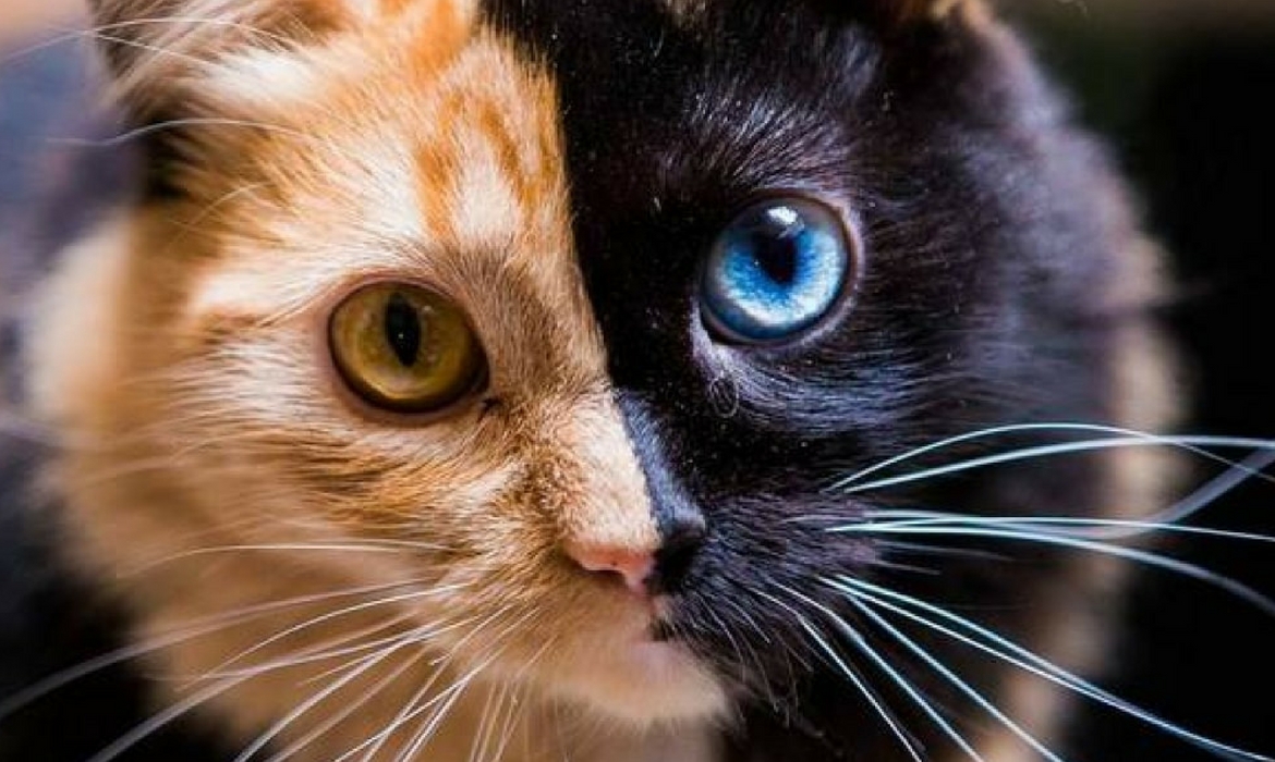 Quel couleur de chat est la plus rare