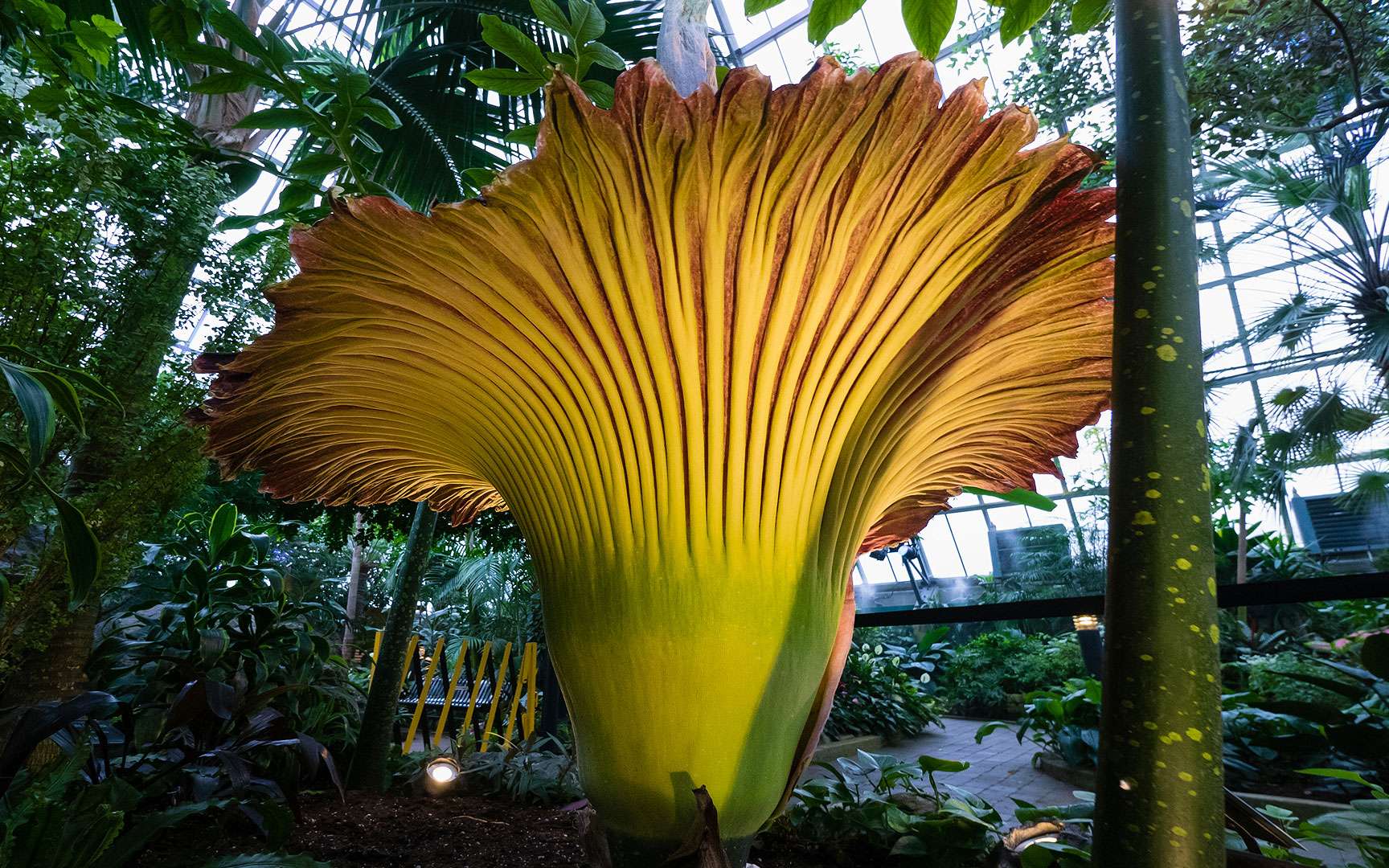 Quel est la fleur la plus belle du monde
