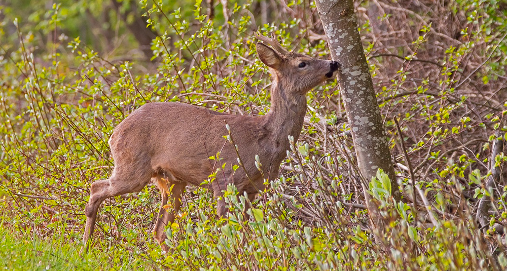 Quel est le nom du bébé chevreuil
