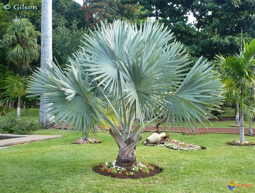 Quel est le plus beau palmier
