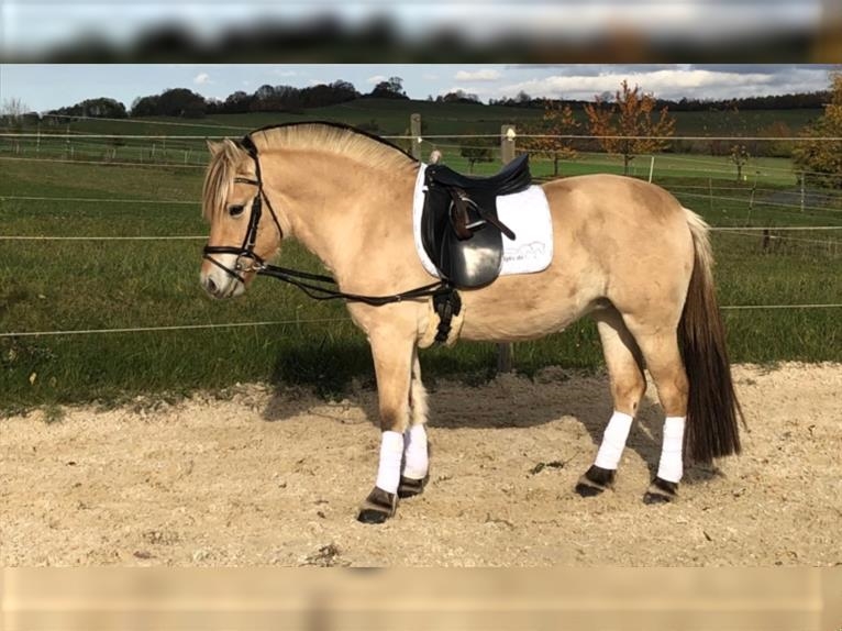 Quel est le prix d'un cheval Fjord