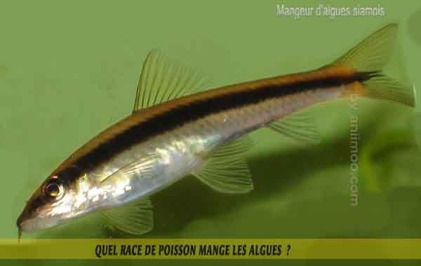 Quel poisson mange la vase