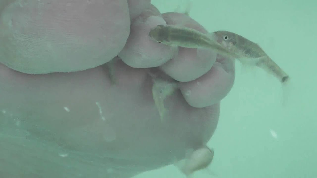 Quel poisson mange les pieds