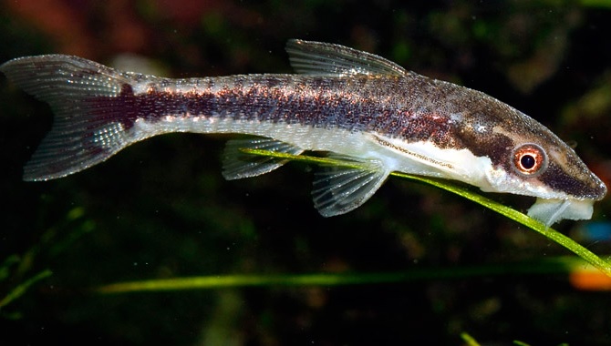 Quel poisson mangeur algues aquarium