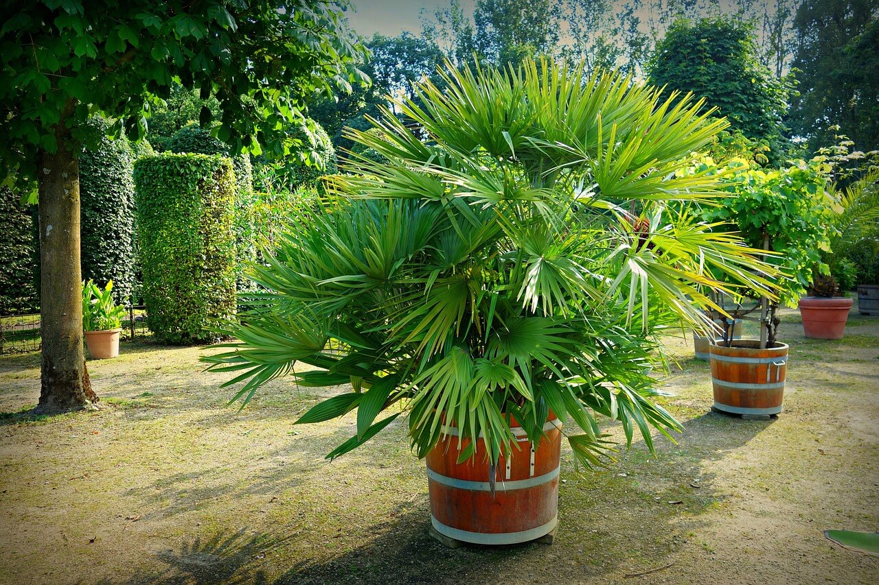 Quel type de pot pour un palmier