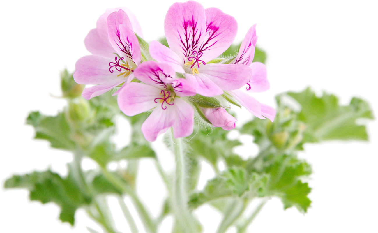 Quelle différence entre HE géranium rosat et Bourbon