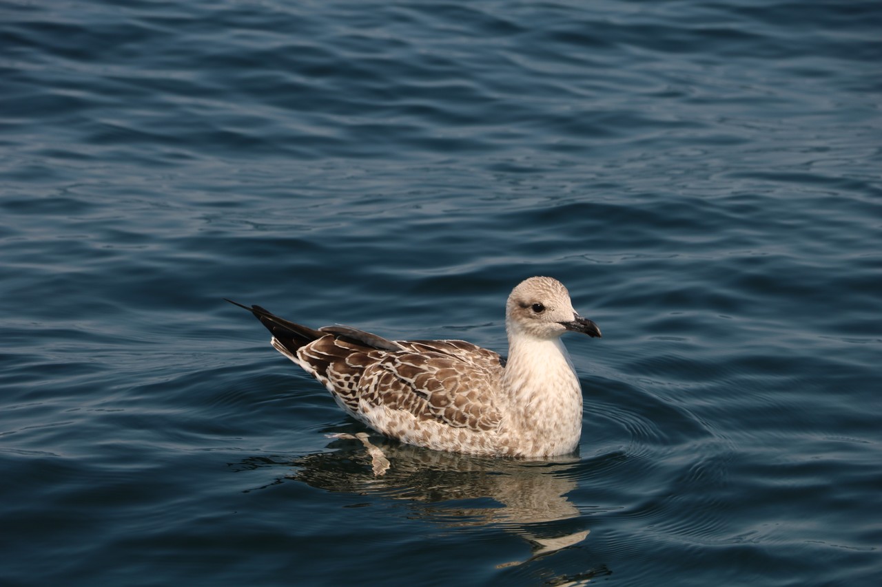 Quelle différence entre mouette et Gabian