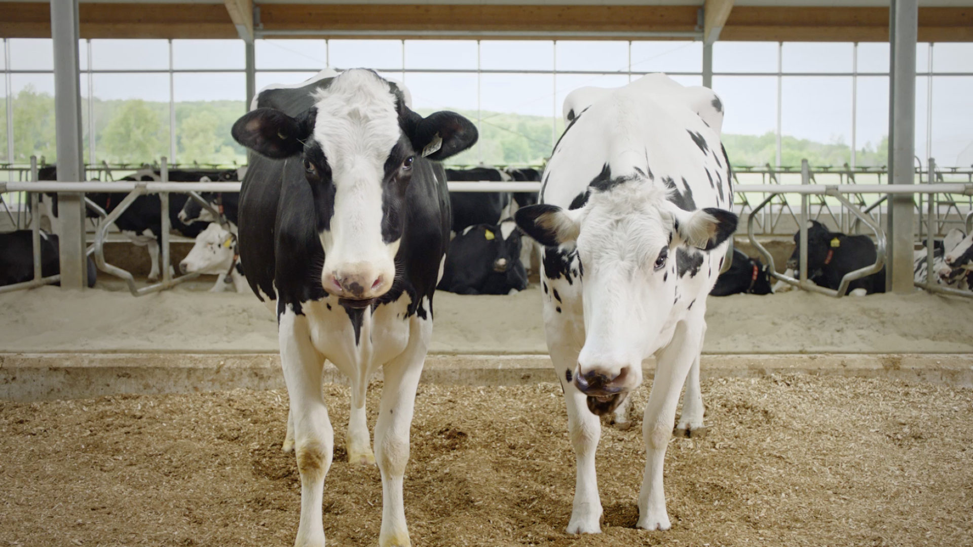 Quelle est la vache qui donne le plus de lait