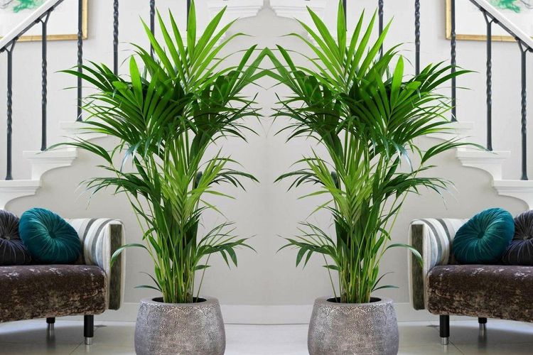 Quelle plante haute d'intérieur