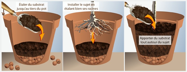 Quelle plante planter dans un pot sans trou