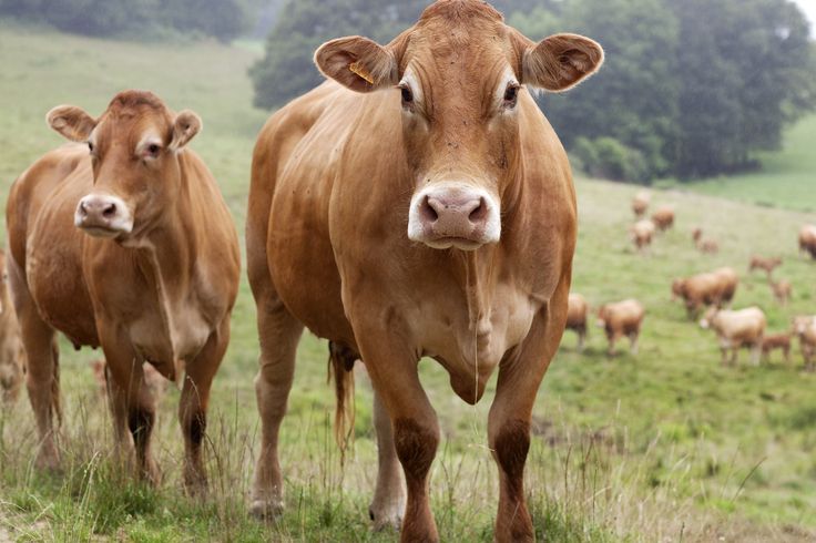 Quelle race Les vaches marron