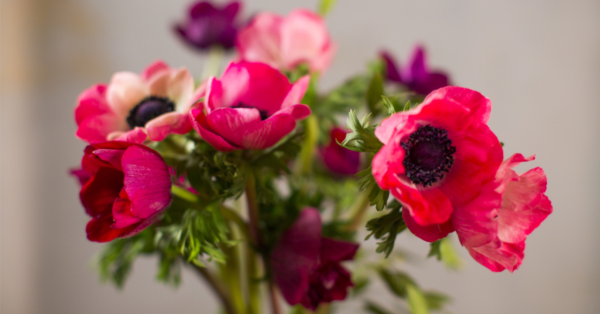 Quelles fleurs offrir en hiver