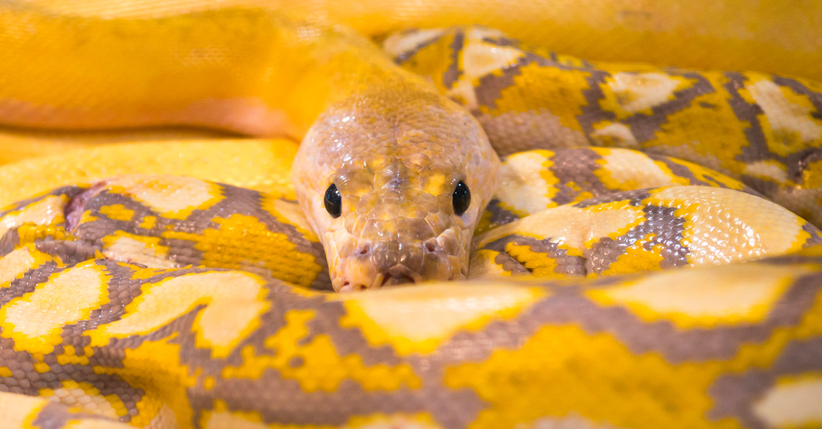 Quelles sont les qualités du serpent