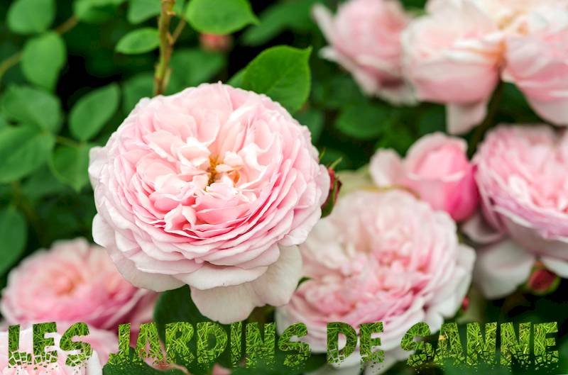 Quels sont les différents tons de rose