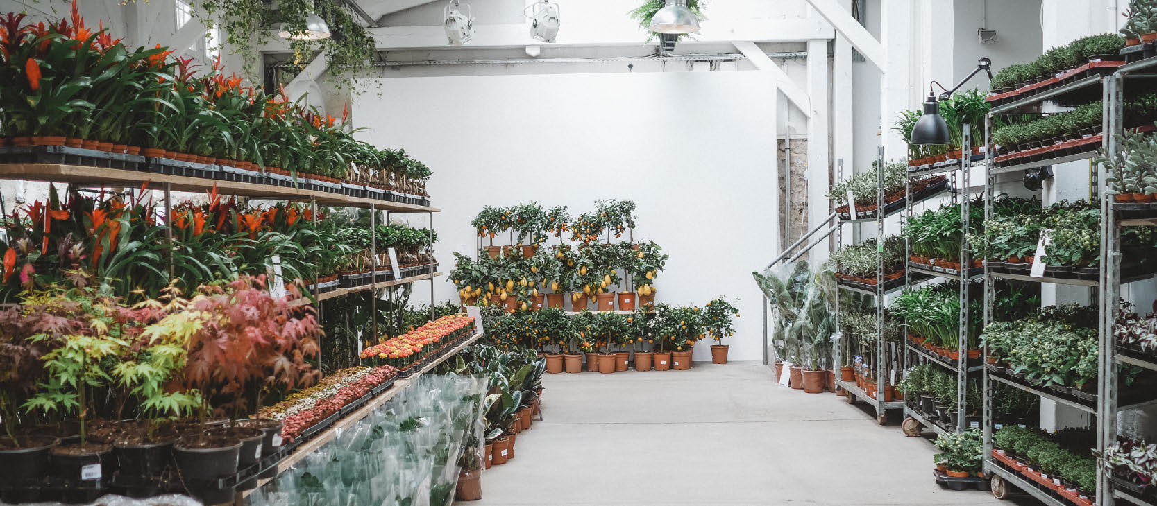 Quels sont les différents types de plantes