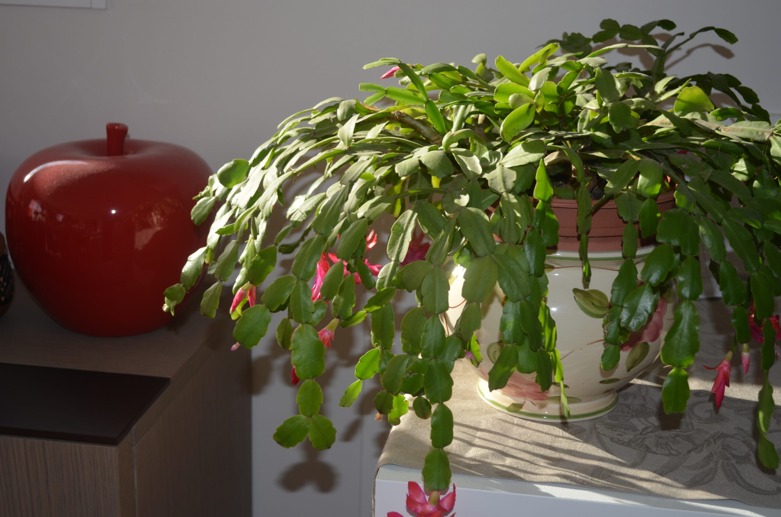 Quels sont les noms des plantes à fleurs Quels sont les noms des plantes à fleurs