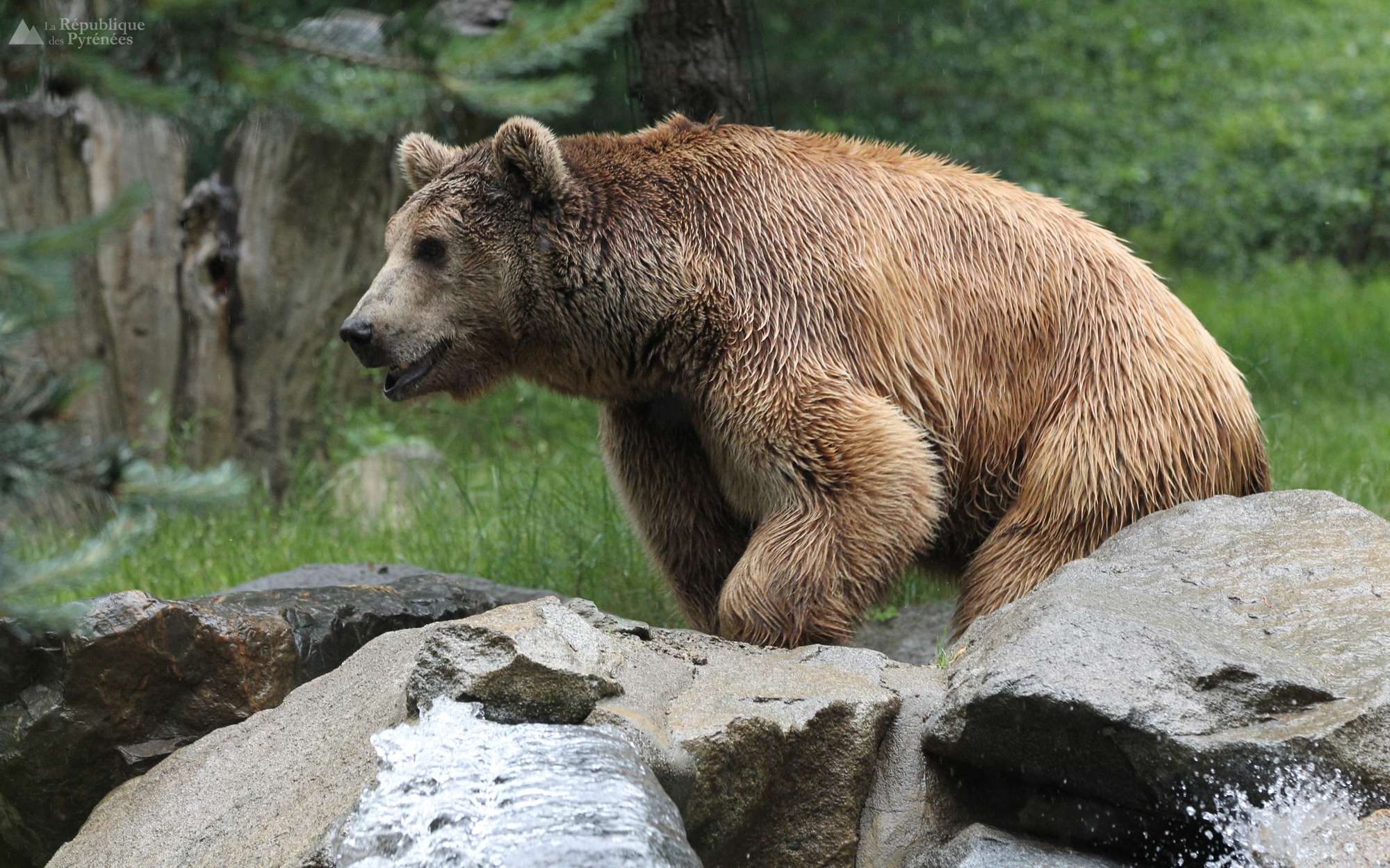 Qui est le prédateur de l'ours