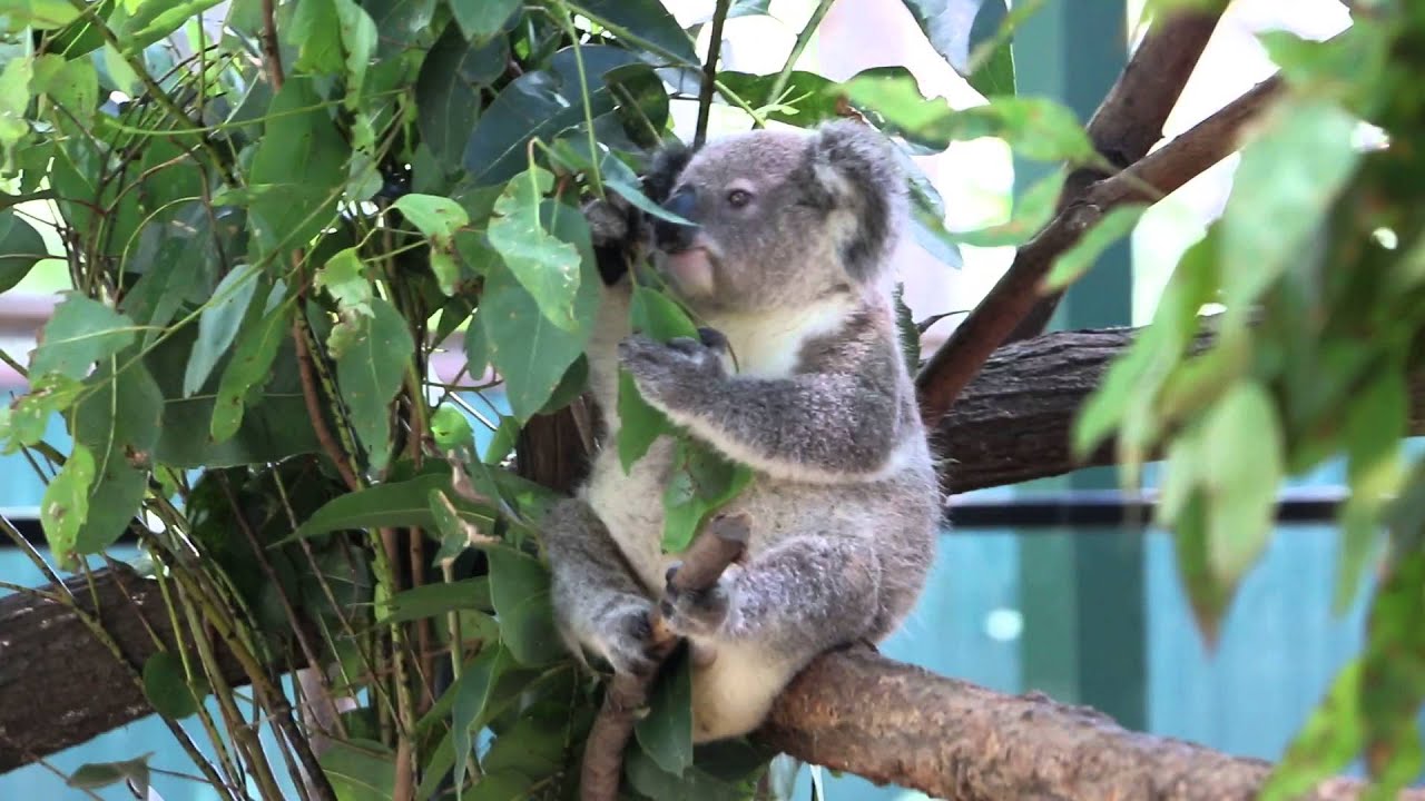 Qui mange du koala